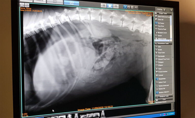 Röntgen- ja ultraäänitutkimukset - Länsirannikon Eläinklinikka